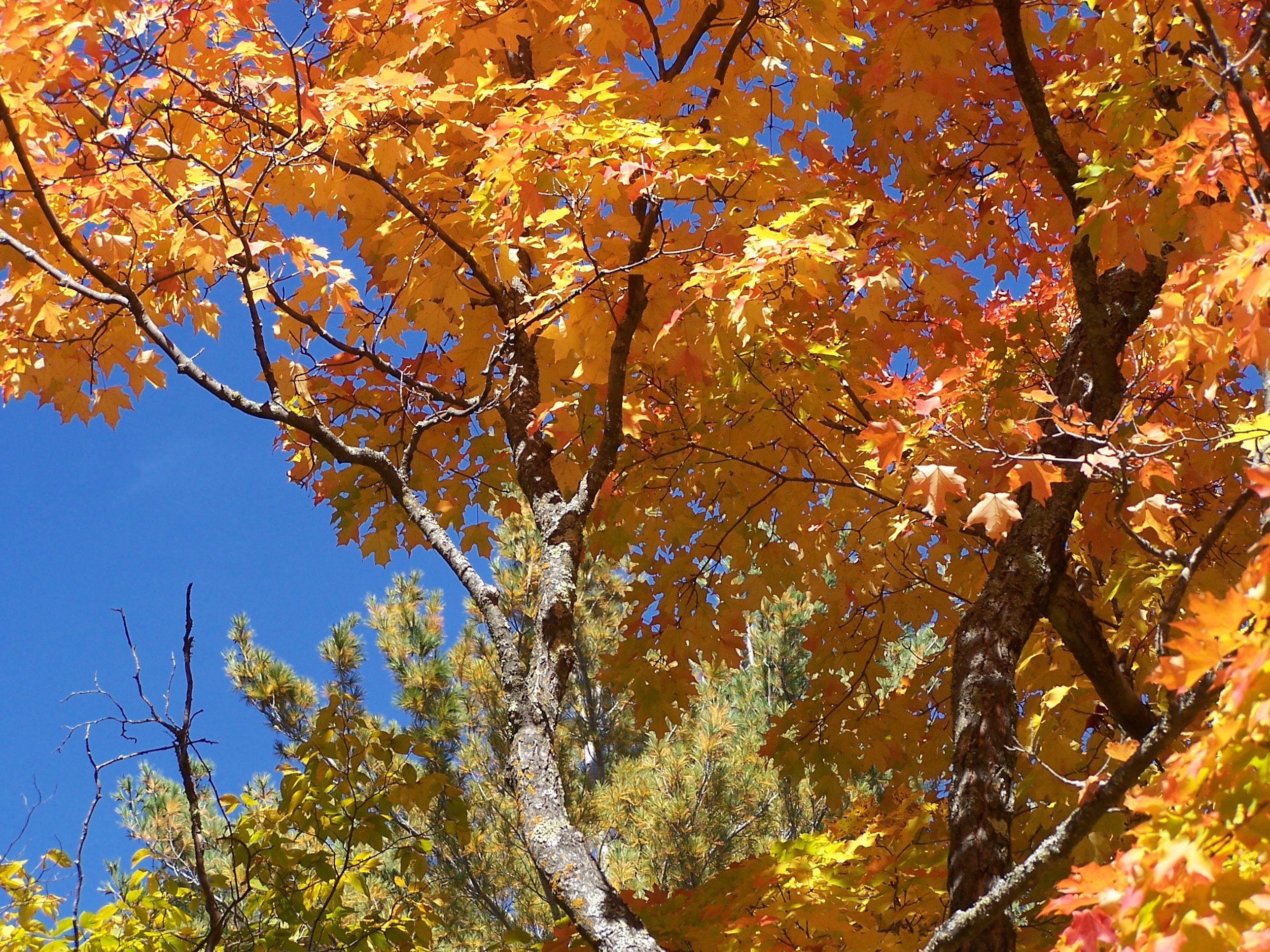 I Find God in the Autumn » Catholic Sistas